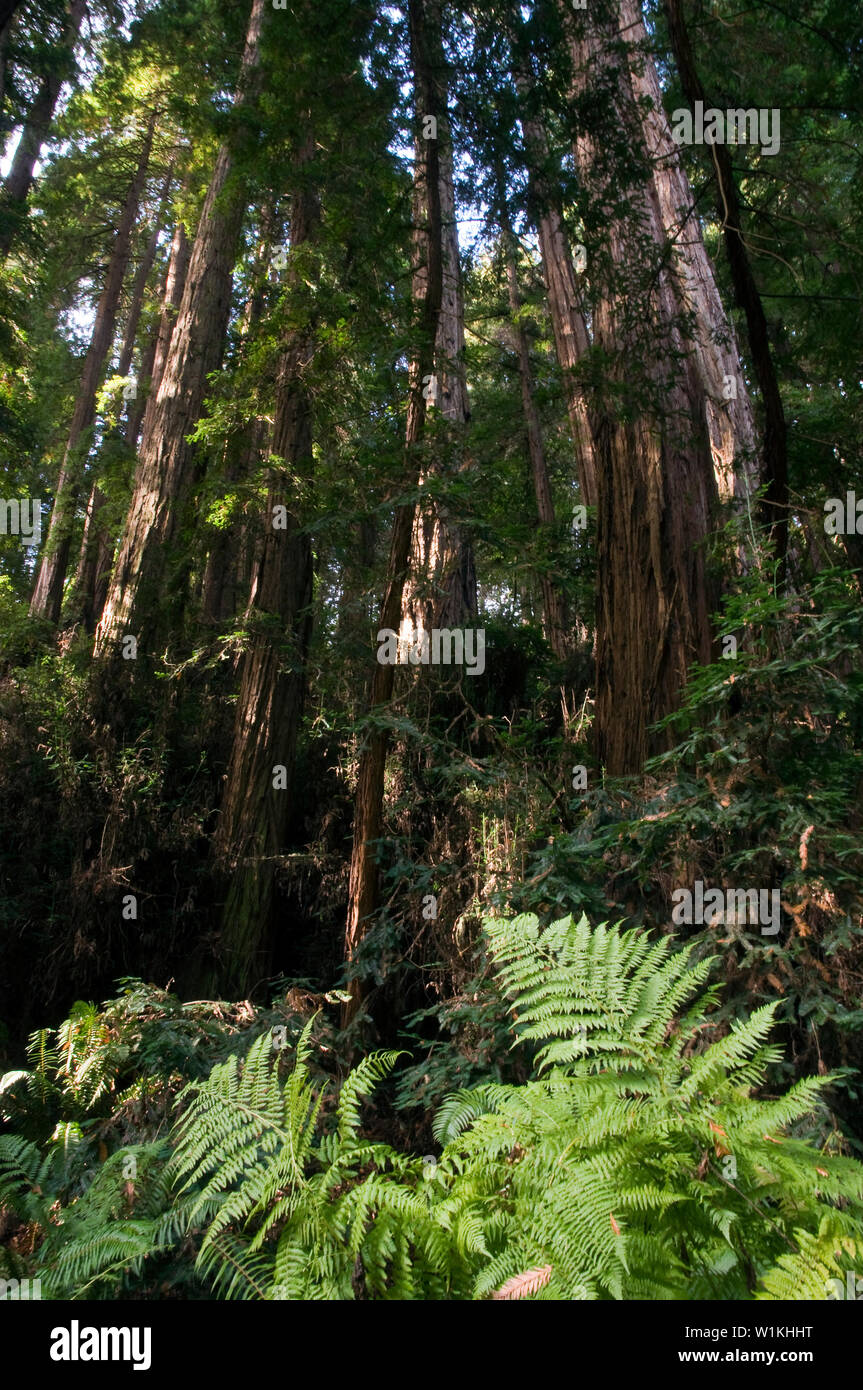 Towering redwoods in the John Muir Woods National Monument in Marin ...
