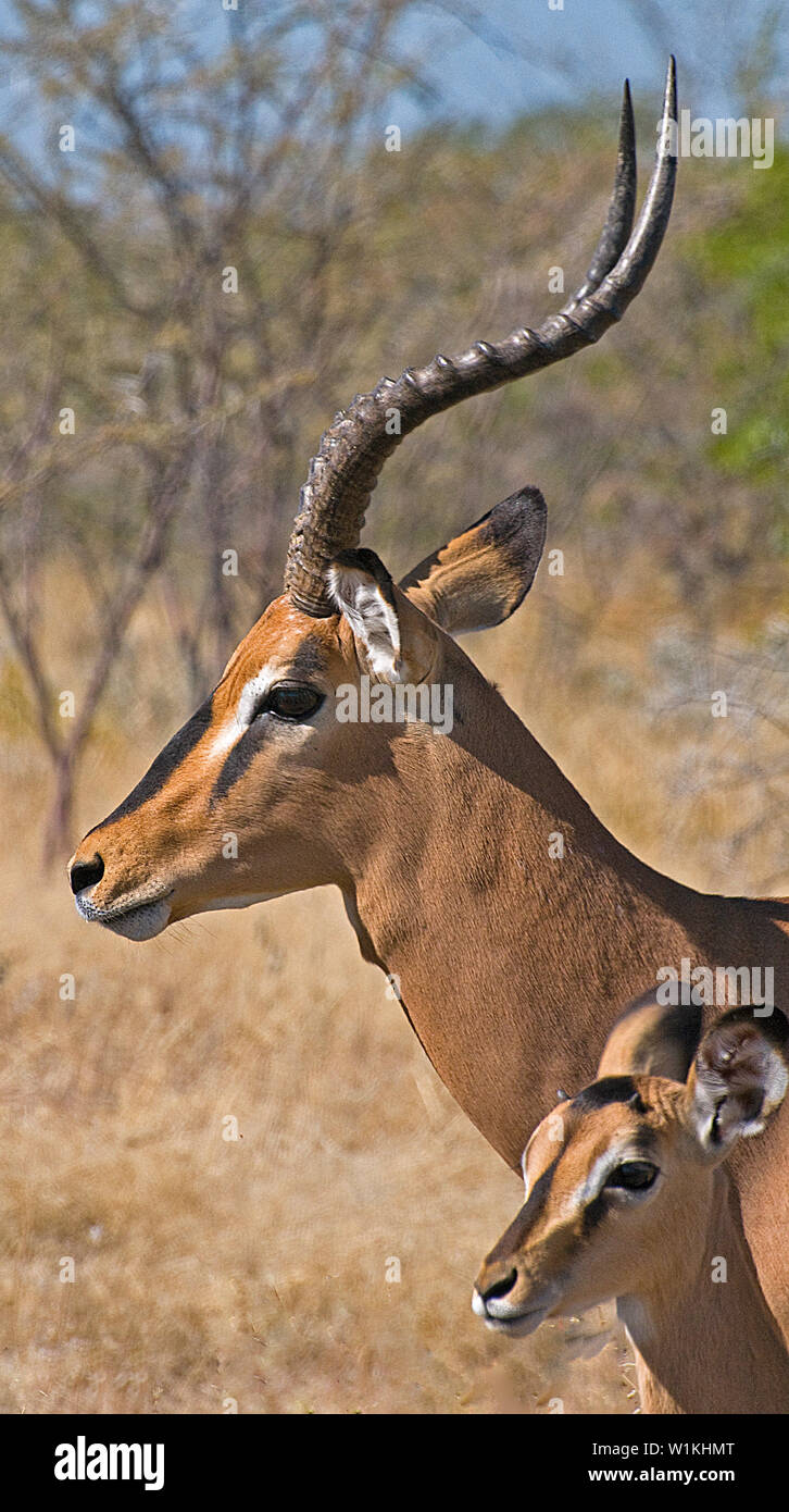 Impala near Halali in Namibia's Etosha National Park. (c) 2008 Tom ...