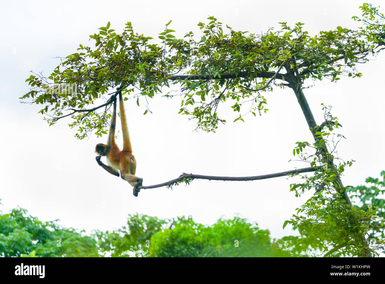 SPIDER MONKEY - MONO ARAÑA (Ateles geoffroy), Costa Rica, Central ...