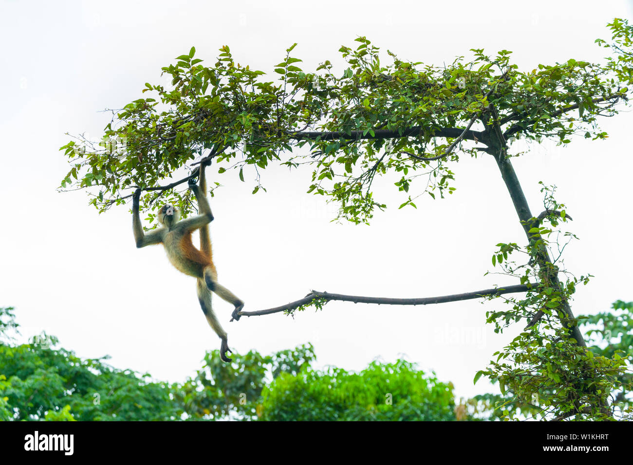 SPIDER MONKEY - MONO ARAÑA (Ateles geoffroy), Costa Rica, Central ...