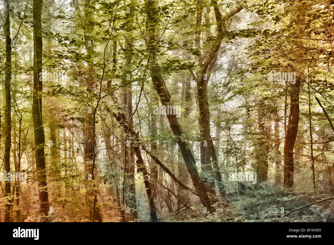 The lowland deciduous forest in Central Europe, France Stock Photo - Alamy