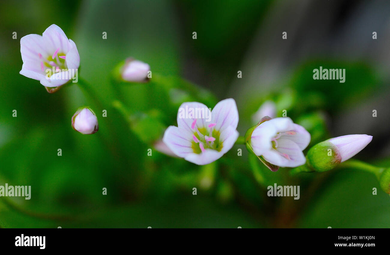 Springtime brings wildflowers to the Wasatch Mountains including these ...