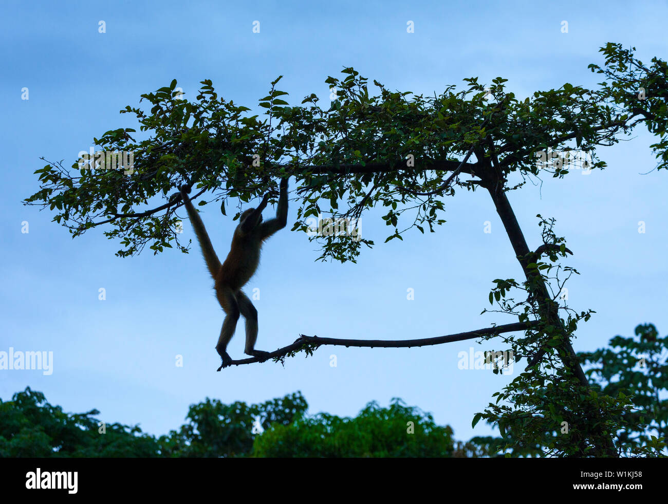 SPIDER MONKEY - MONO ARAÑA (Ateles geoffroy), Costa Rica, Central ...