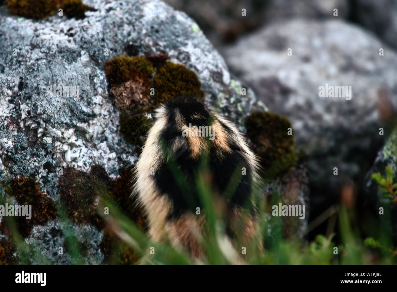 Norwegian lemming (Lemmus lemmus) hiding among the rocks in the ...