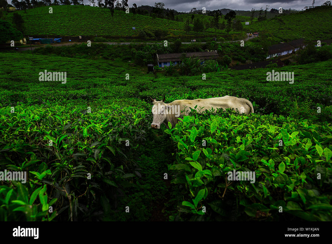 The Sacred Cow in the tea plantation Stock Photo - Alamy