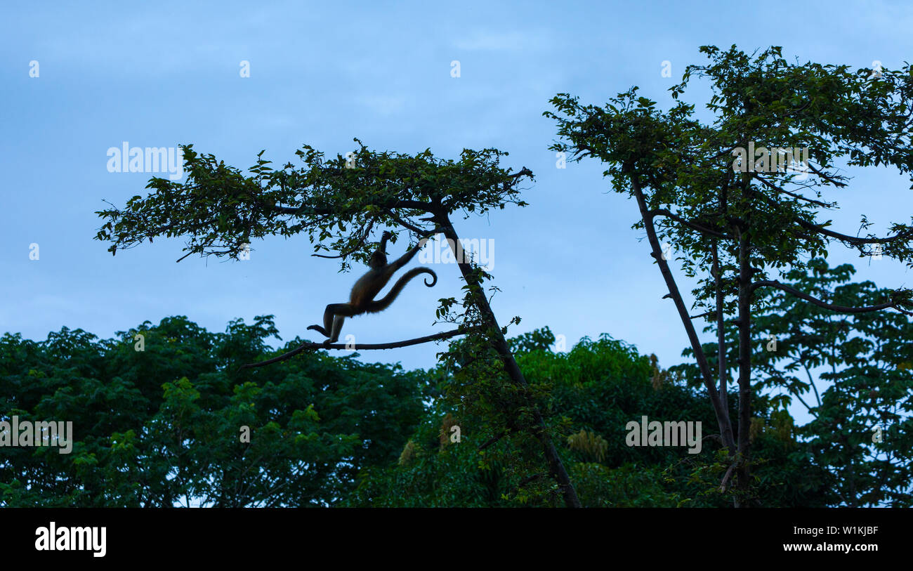 SPIDER MONKEY - MONO ARAÑA (Ateles geoffroy), Costa Rica, Central ...
