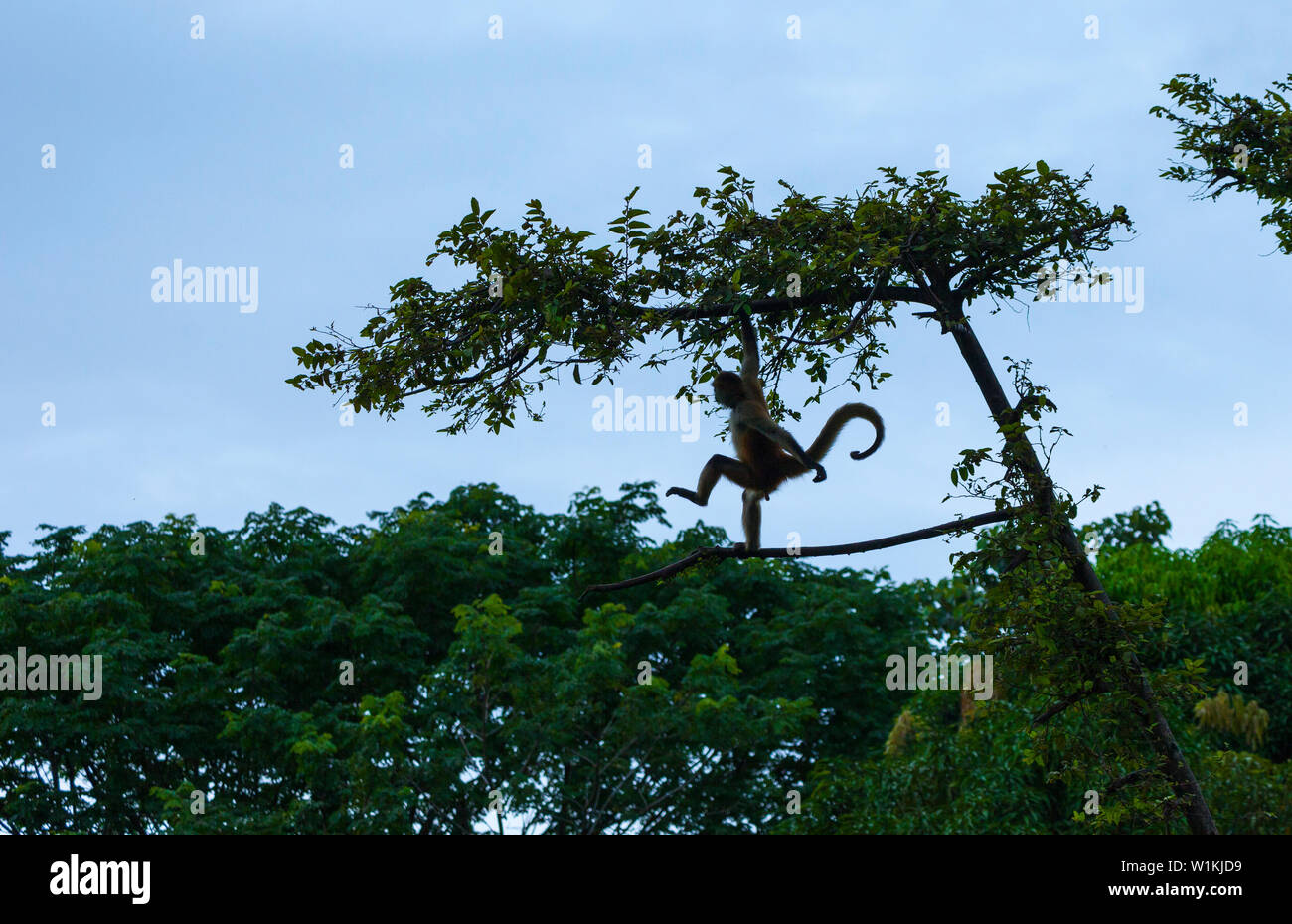 SPIDER MONKEY - MONO ARAÑA (Ateles geoffroy), Costa Rica, Central ...
