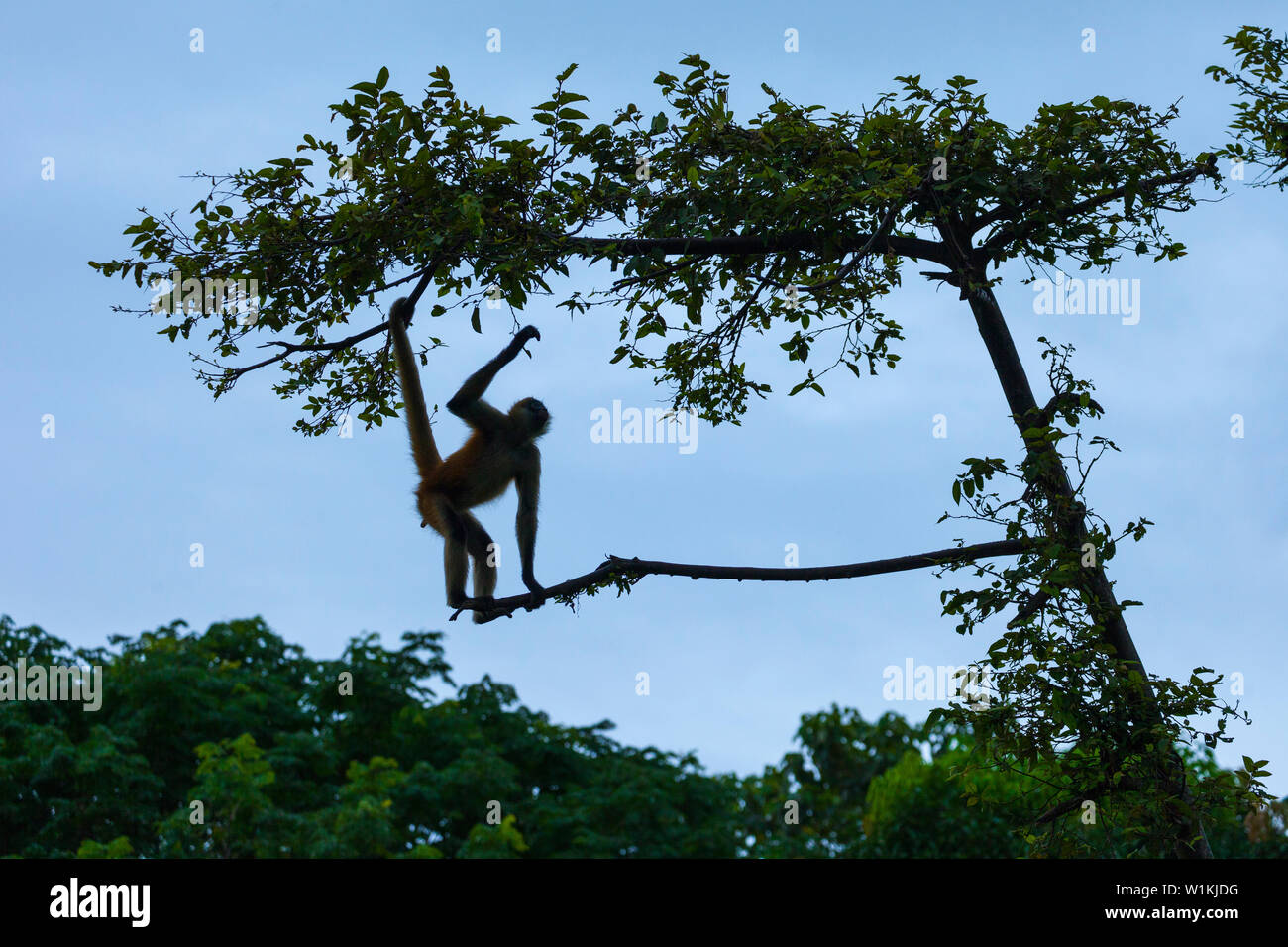 Mono arana hi-res stock photography and images - Alamy