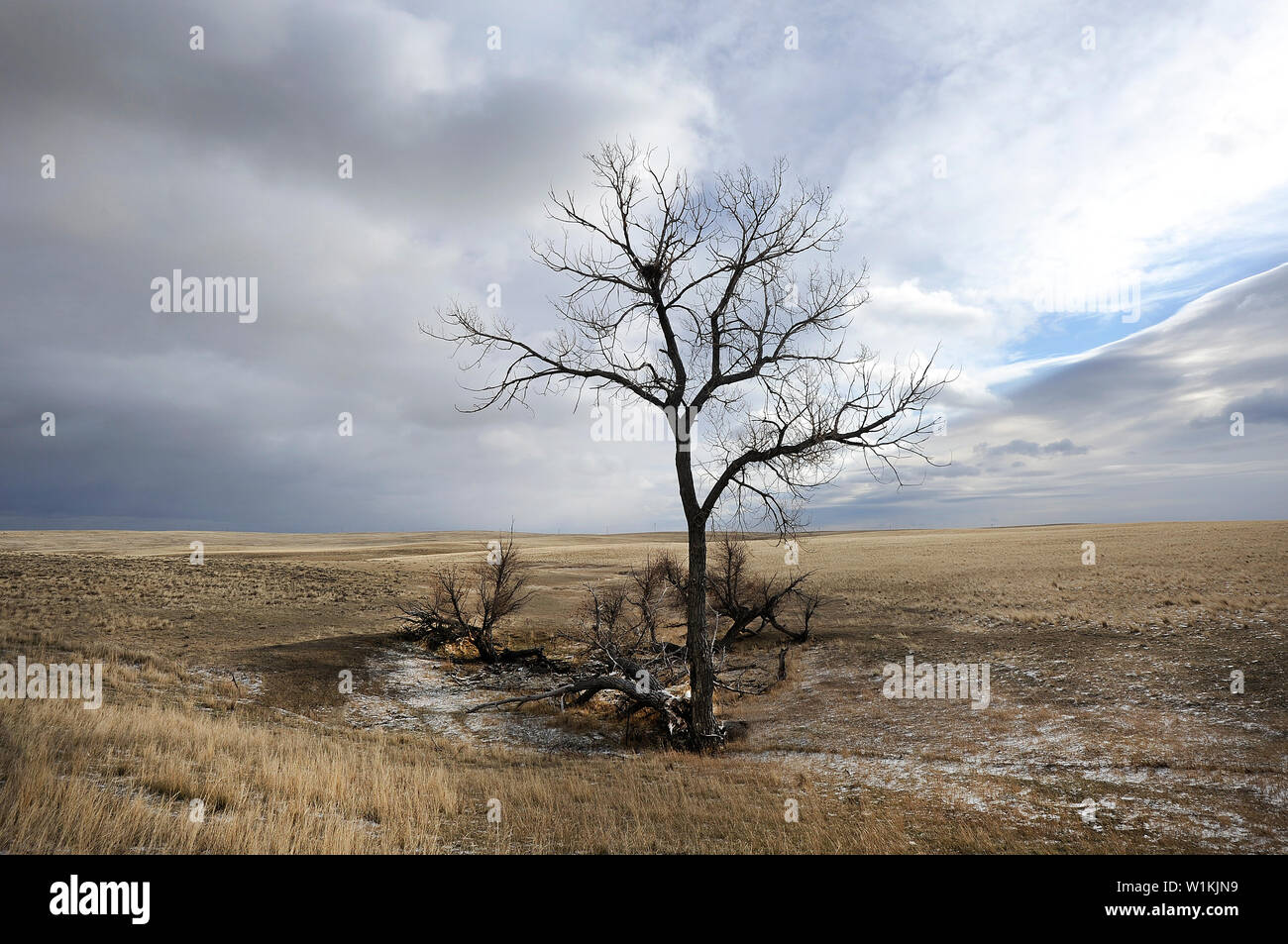 A desolate tree stands on a wind swept plain in eastern Wyoming Stock ...