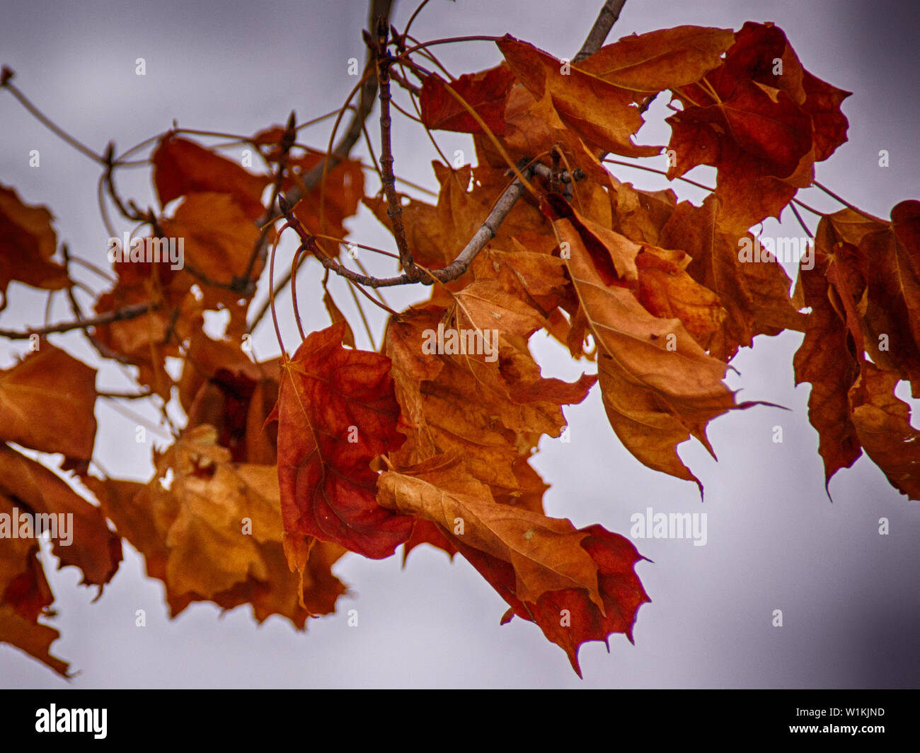 250mm lens hi-res stock photography and images - Alamy