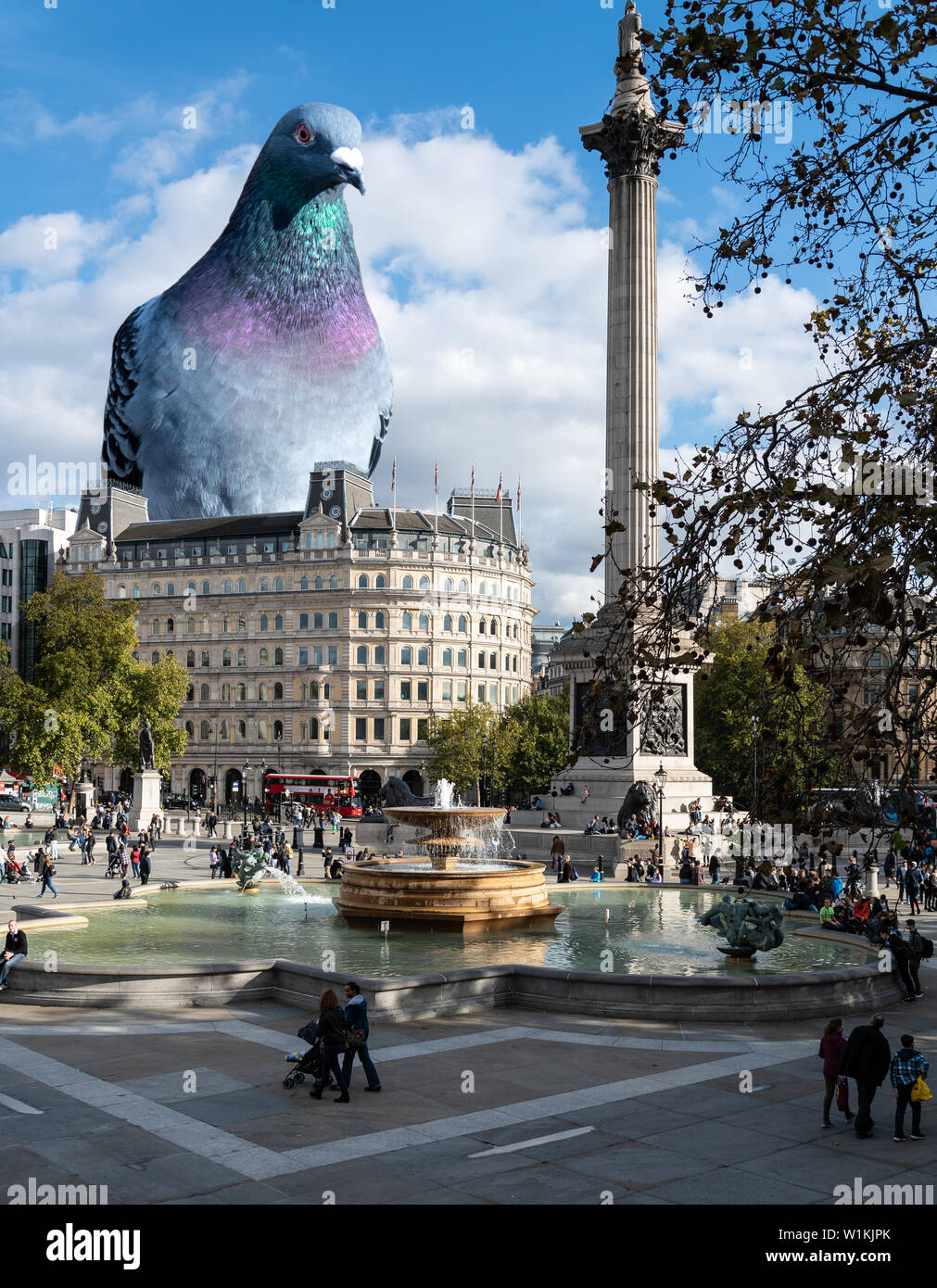 Giant pigeon hi-res stock photography and images - Alamy