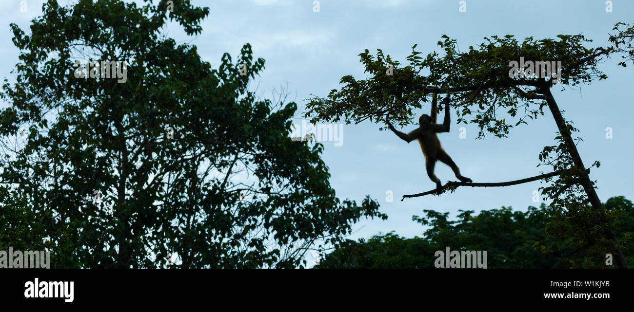 SPIDER MONKEY - MONO ARAÑA (Ateles geoffroy), Costa Rica, Central ...