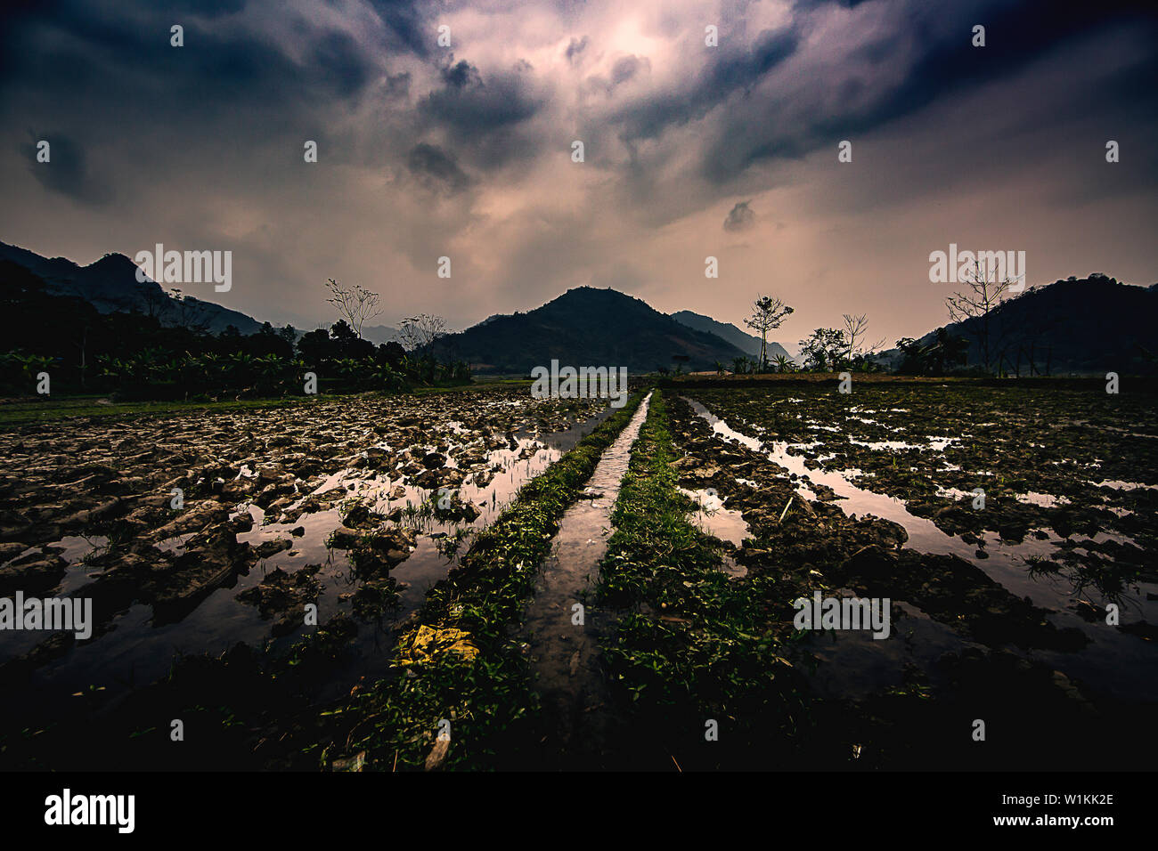 Winter rice fields Stock Photo - Alamy