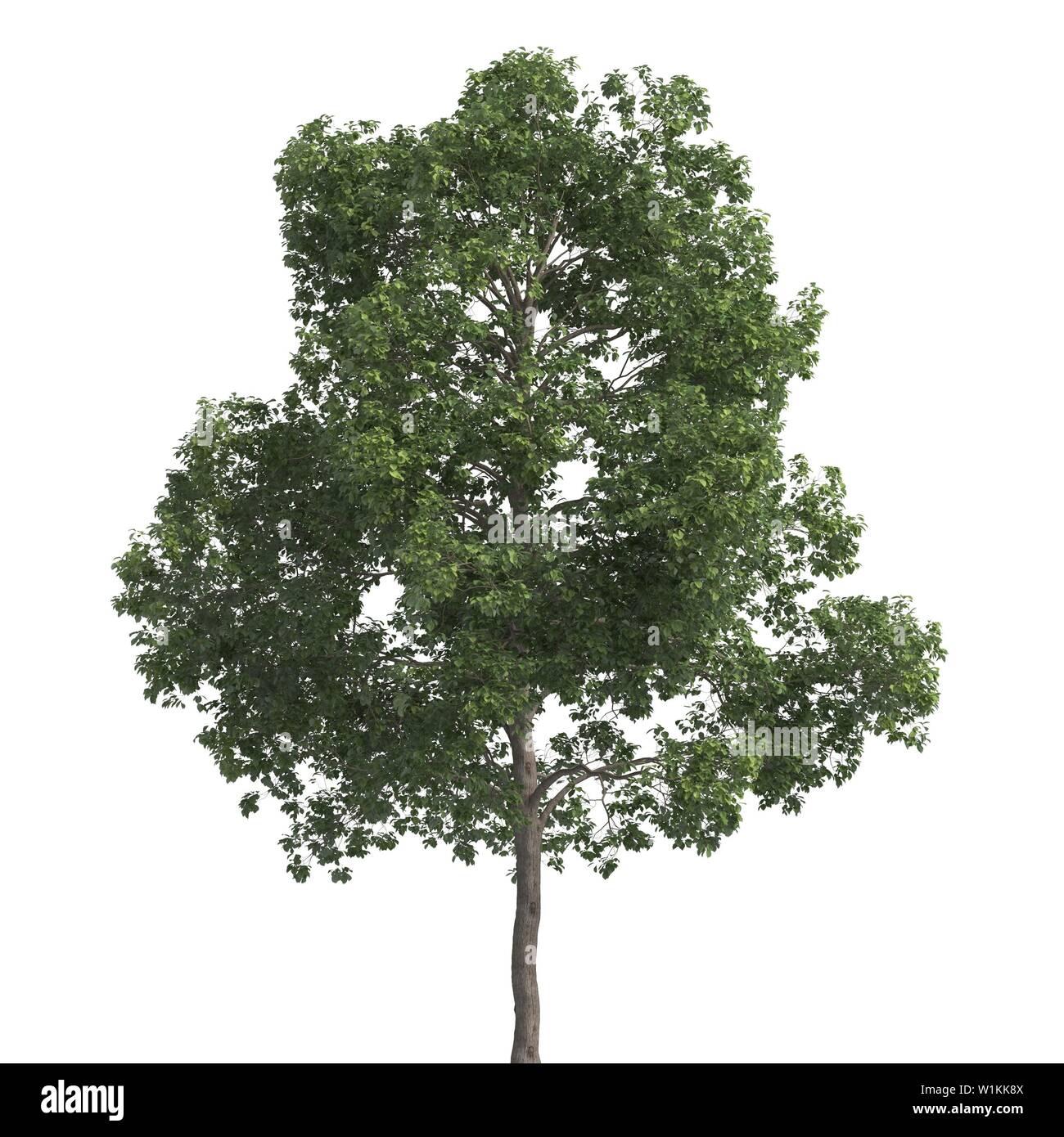 Tree 3d illustration isolated on the white background Stock Photo - Alamy