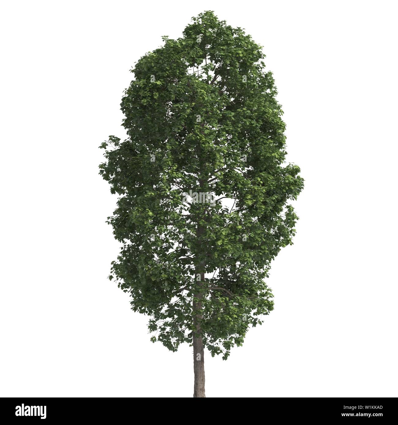 Tree 3d illustration isolated on the white background Stock Photo - Alamy