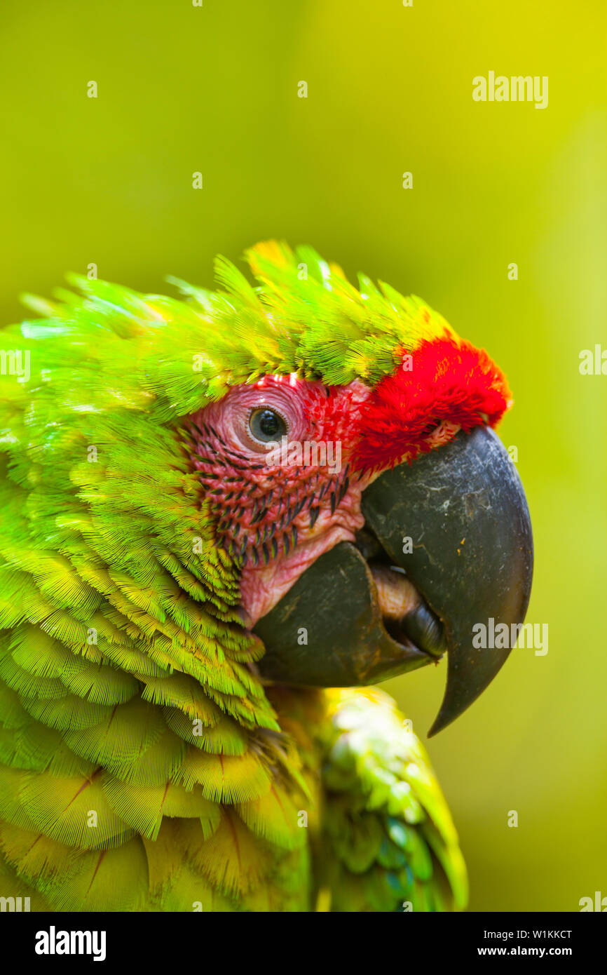 GREAT GREEN MACAW - GUACAMAYO VERDE O LAPA VERDE (Ara ambiguus Stock ...