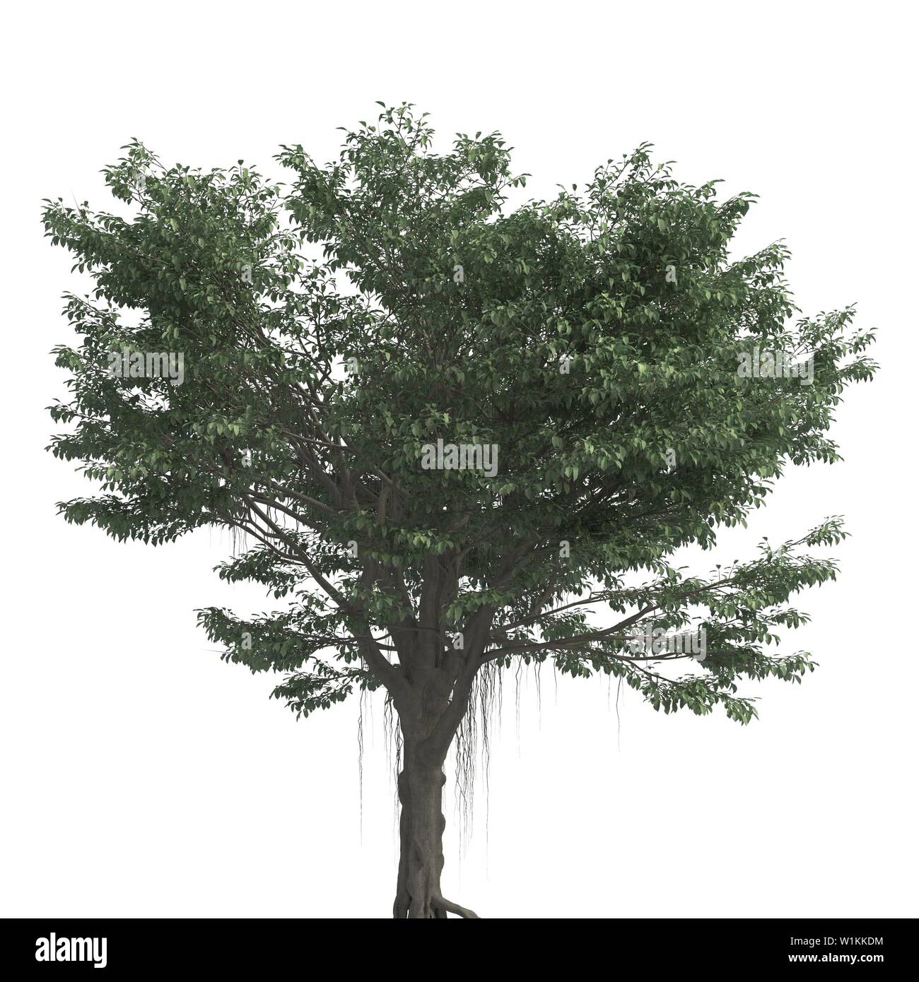 Tree 3d illustration isolated on the white background Stock Photo - Alamy