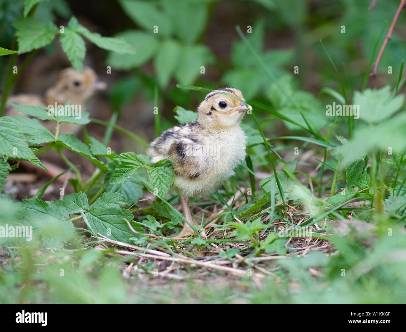A Brood of Wild Baby Pheasants in South Dakota Stock Photo - Alamy