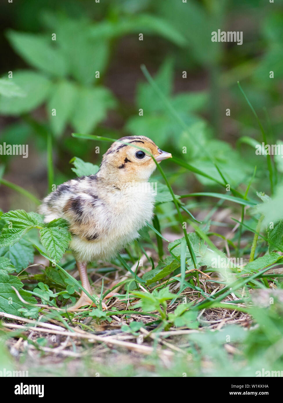 Baby pheasants hi-res stock photography and images - Alamy