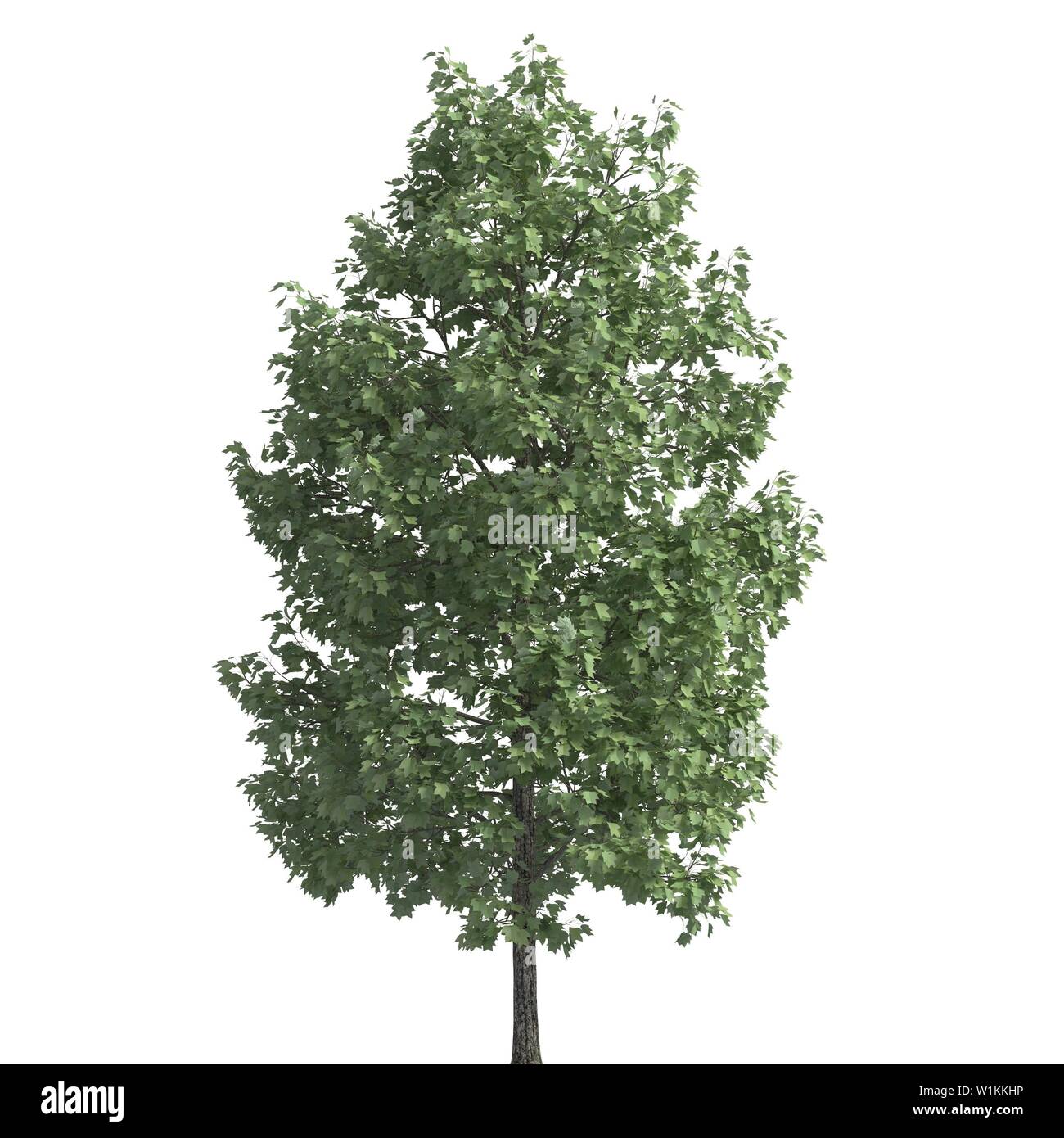Tree 3d illustration isolated on the white background Stock Photo - Alamy