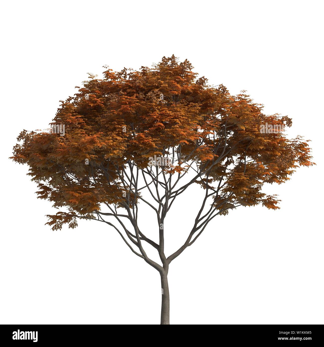 Tree 3d illustration isolated on the white background Stock Photo - Alamy