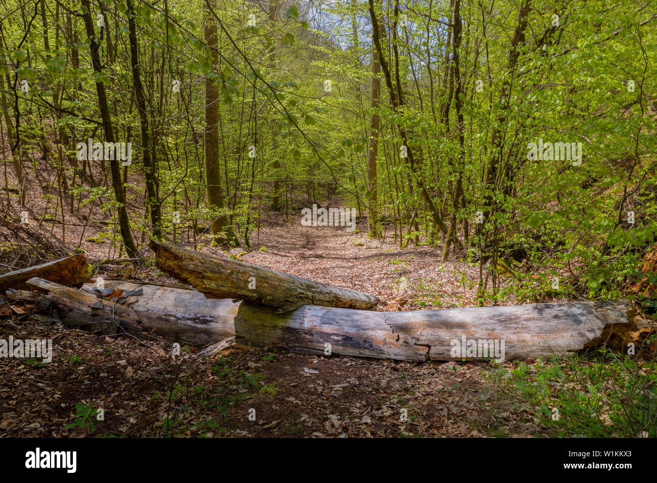 Old logs lying on a trail in forest Stock Photo - Alamy