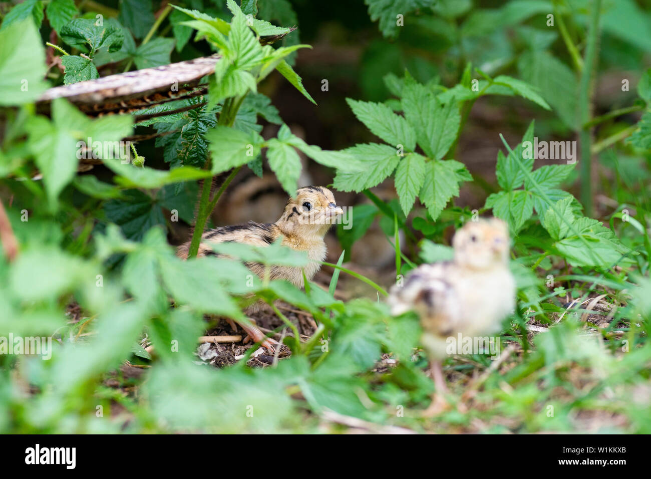 Baby pheasants hi-res stock photography and images - Alamy