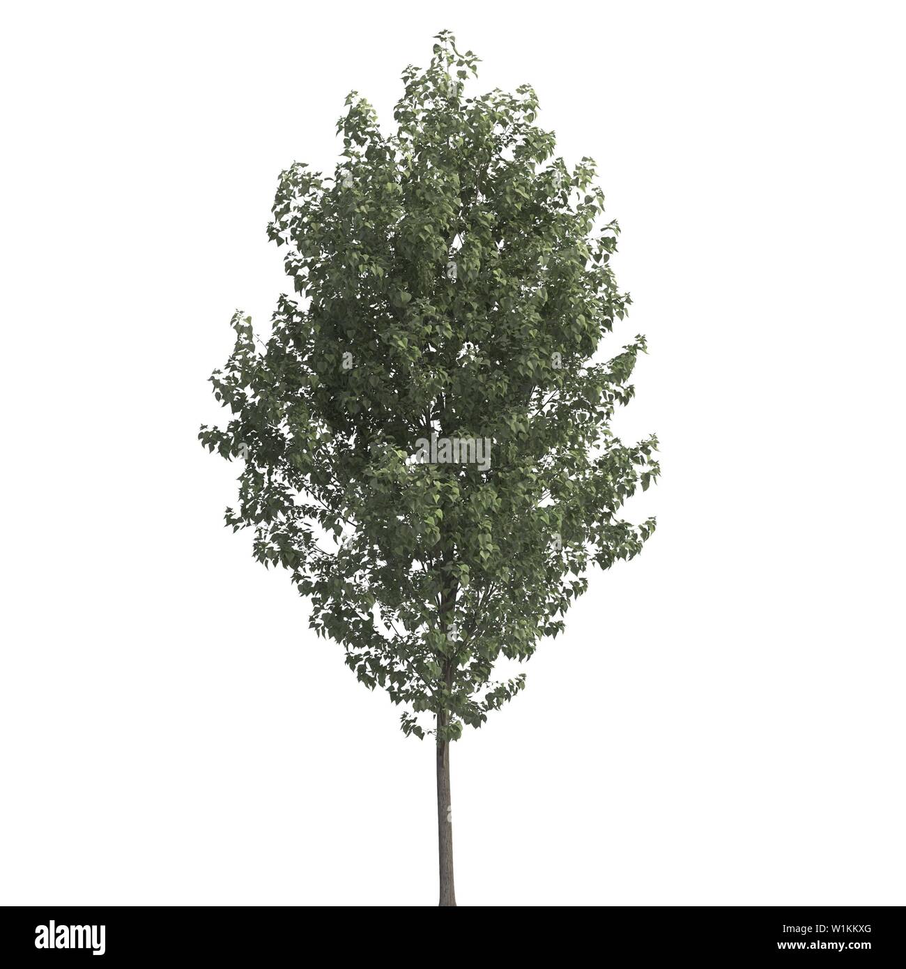 Tree 3d illustration isolated on the white background Stock Photo - Alamy