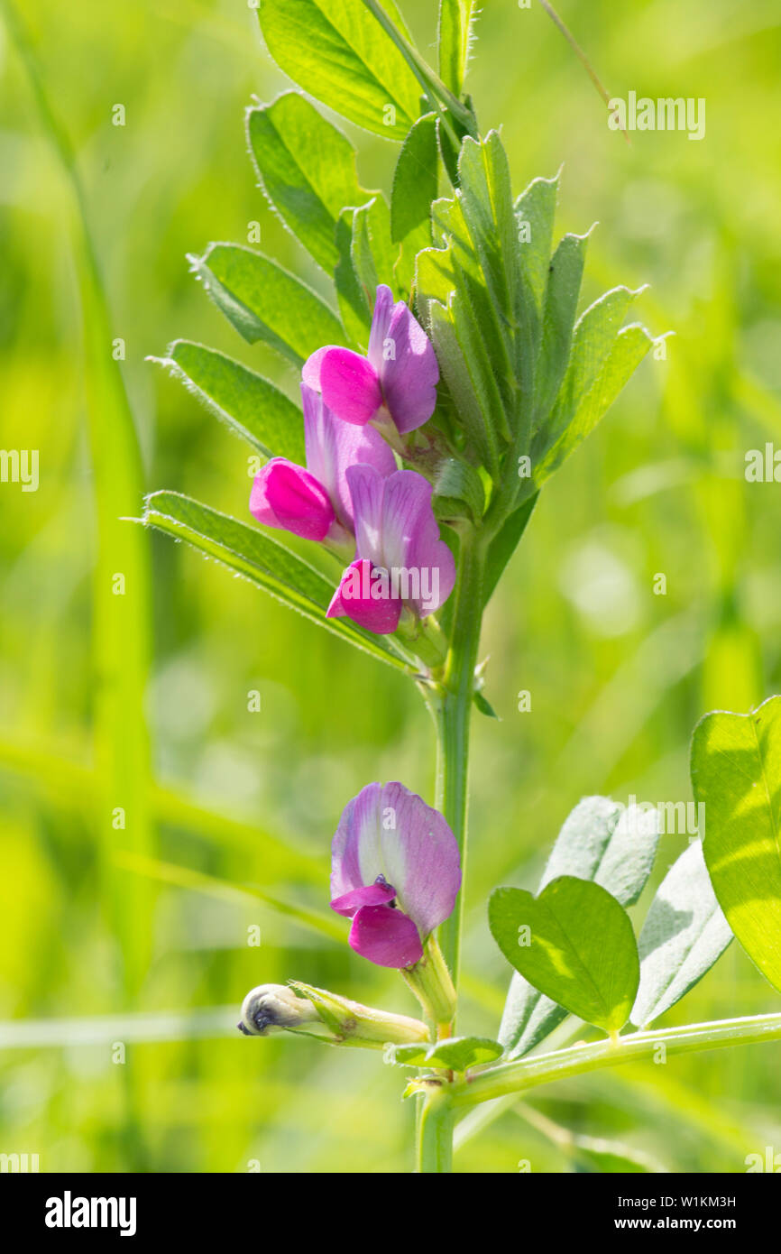 Common vetch hi-res stock photography and images - Alamy