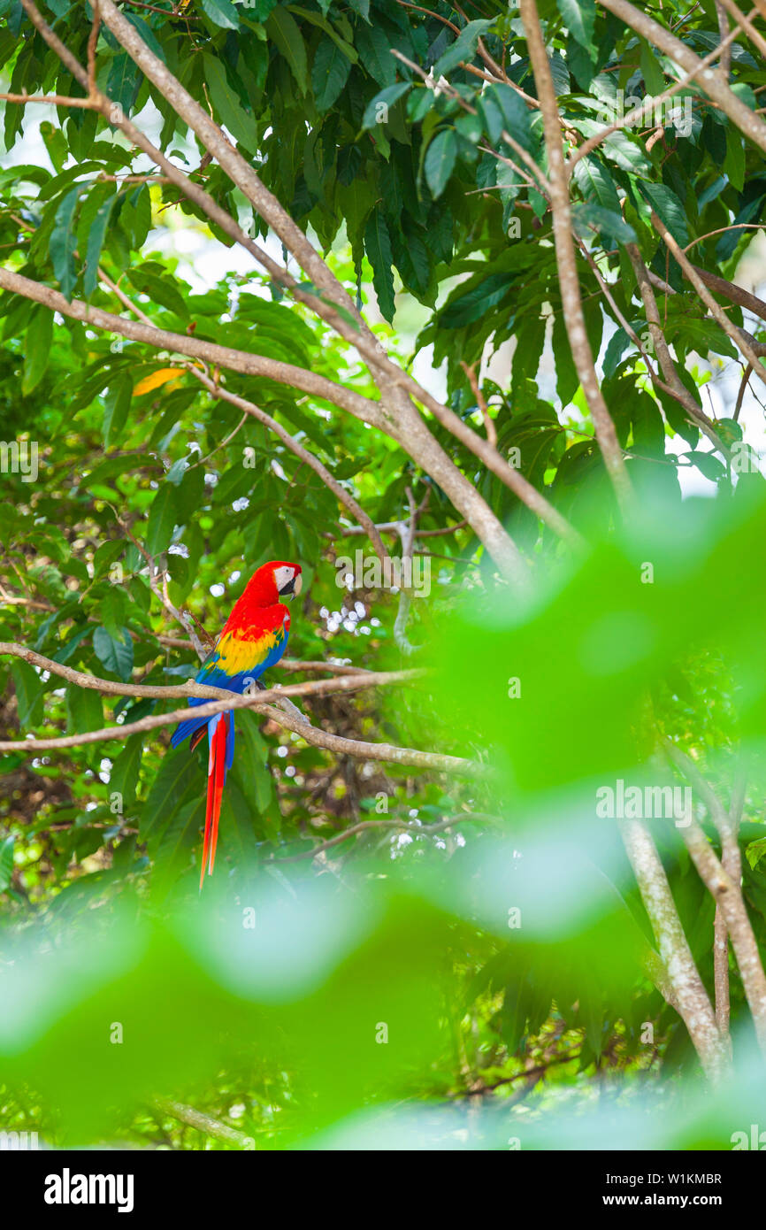 SCARLET MACAW - GUACAMAYA ROJA Y AMARILLA O LAPA ROJA(Ara macao Stock ...