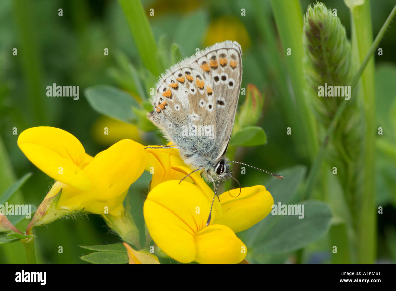 Aricia agestis hi-res stock photography and images - Alamy
