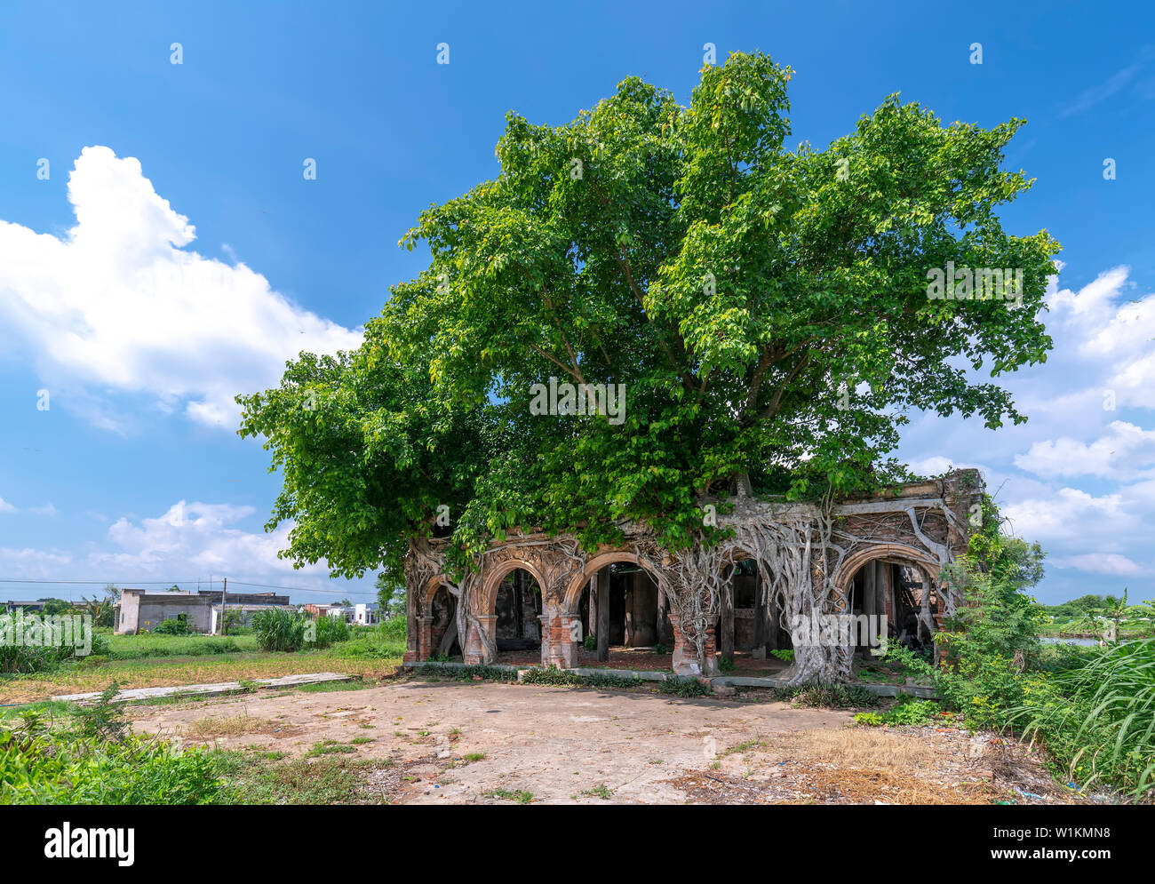 An abandoned ancient temple with an ancient tree growing on the wall ...