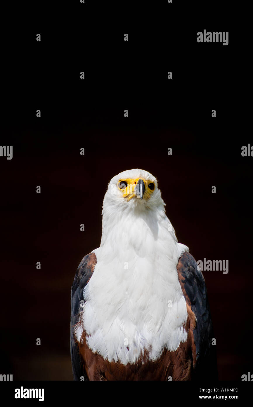 Beautiful golden eagle sitting hi-res stock photography and images - Alamy