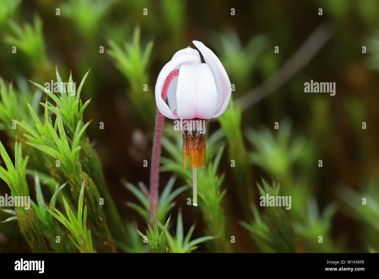 Cranberry flower hi-res stock photography and images - Alamy