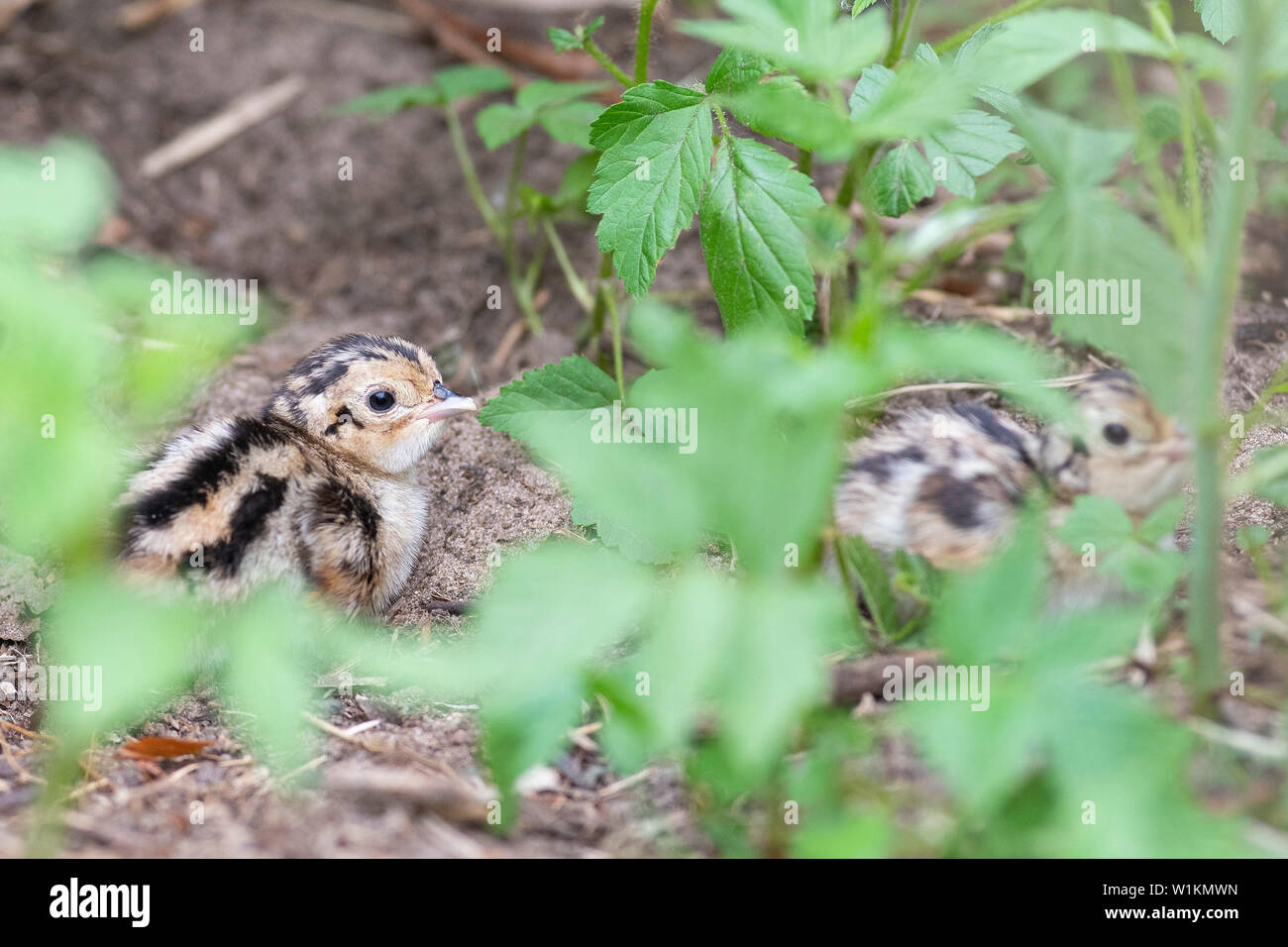 Baby pheasants hi-res stock photography and images - Alamy