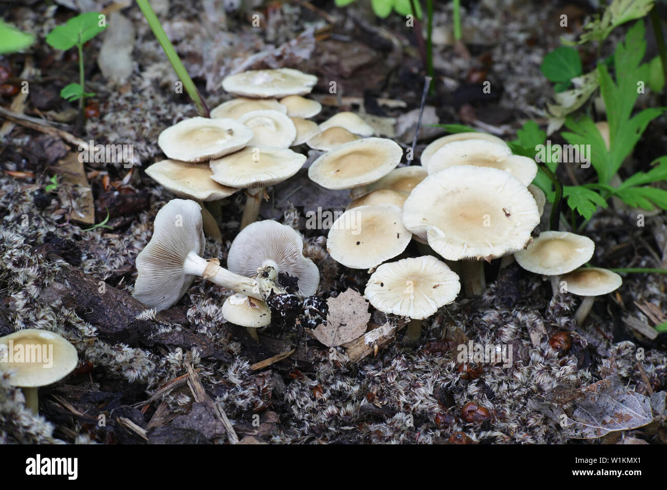 Fieldcap mushroom hi-res stock photography and images - Alamy