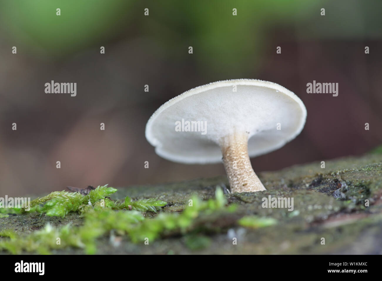 Polyporus mushroom hi-res stock photography and images - Alamy