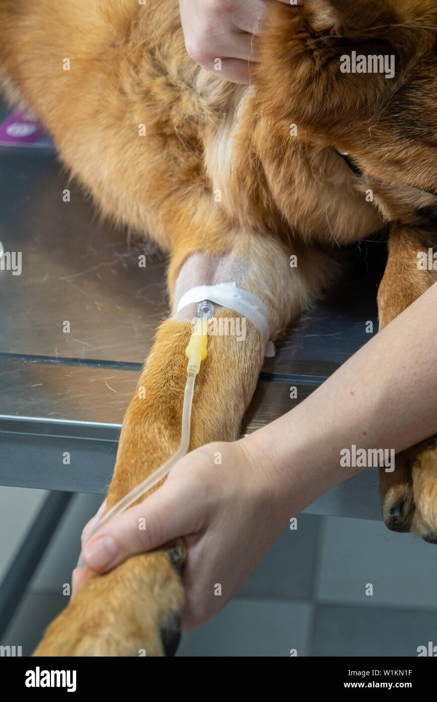 Cephalic vein hi-res stock photography and images - Alamy