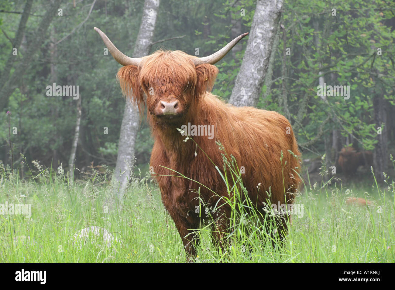 Highland Cattle Forest Cow High Resolution Stock Photography and Images ...