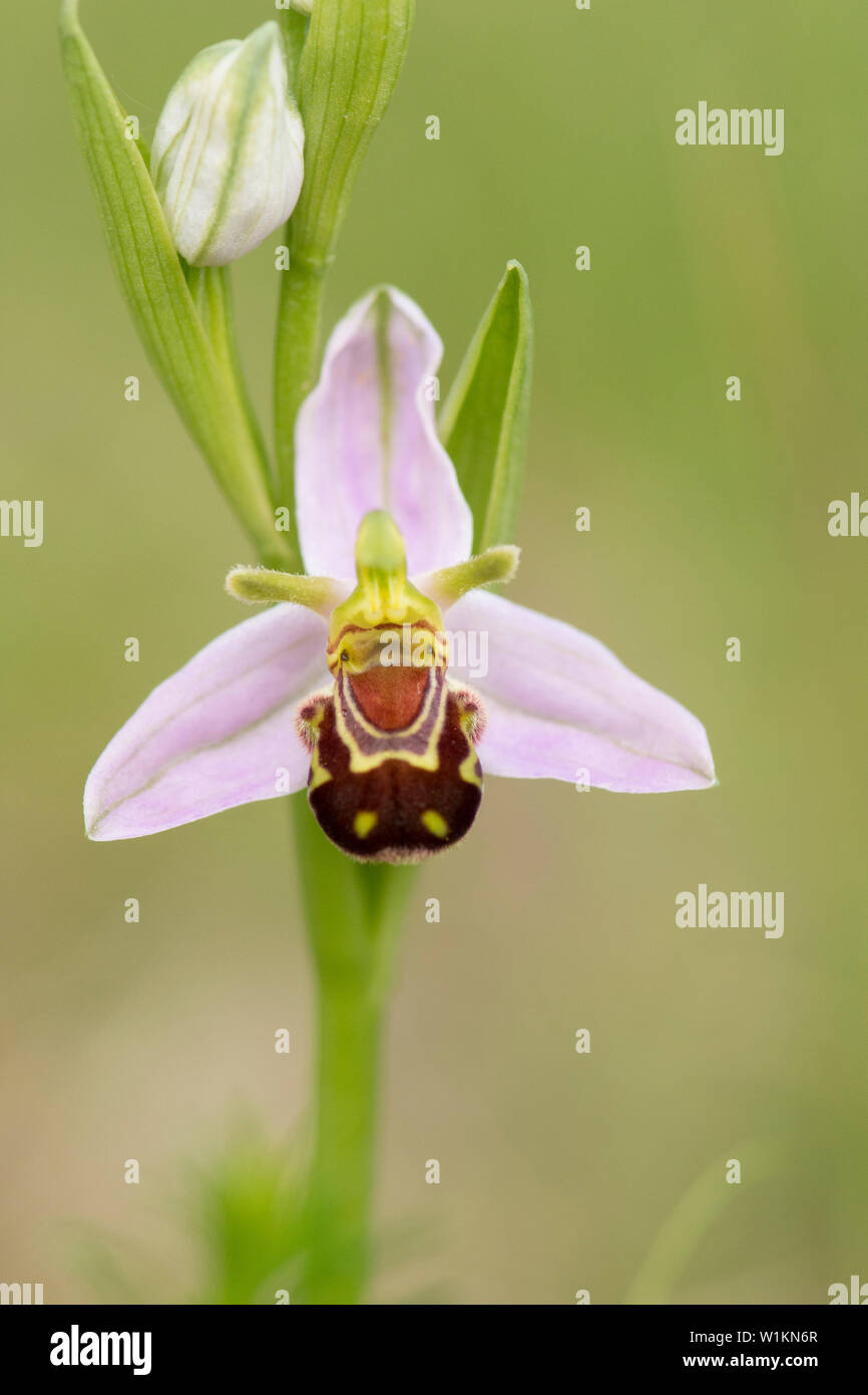 Orchid mimic insects hi-res stock photography and images - Alamy