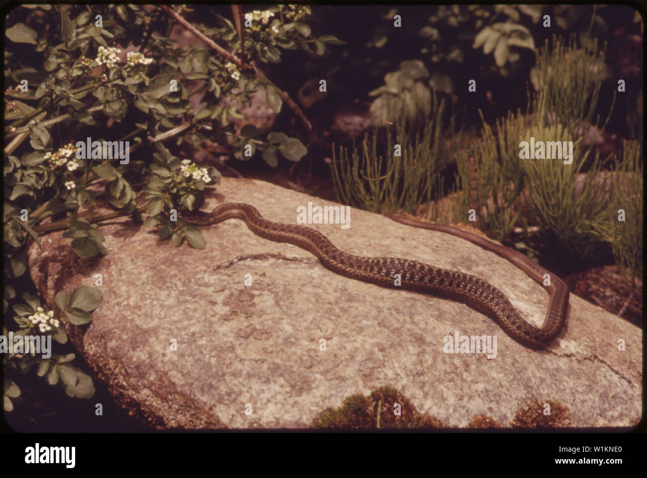 WESTERN GARTER SNAKE ON THE SHORE OF THE SNAKE RIVER IN HELLS CANYON ...