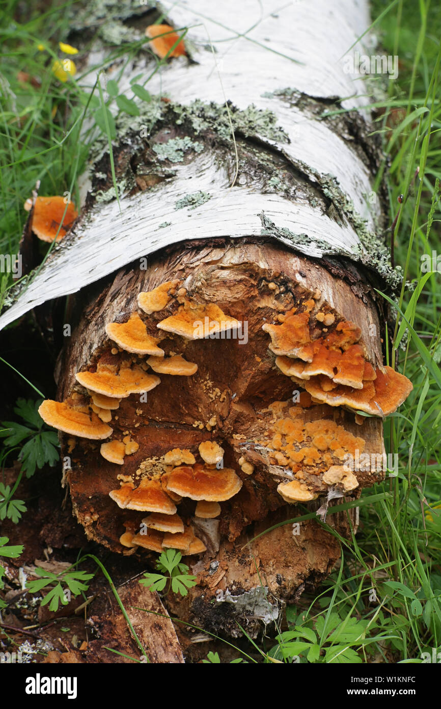 Orange bracket fungus hi-res stock photography and images - Alamy