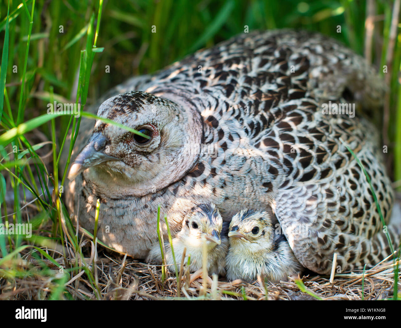 Baby pheasant hi-res stock photography and images - Alamy