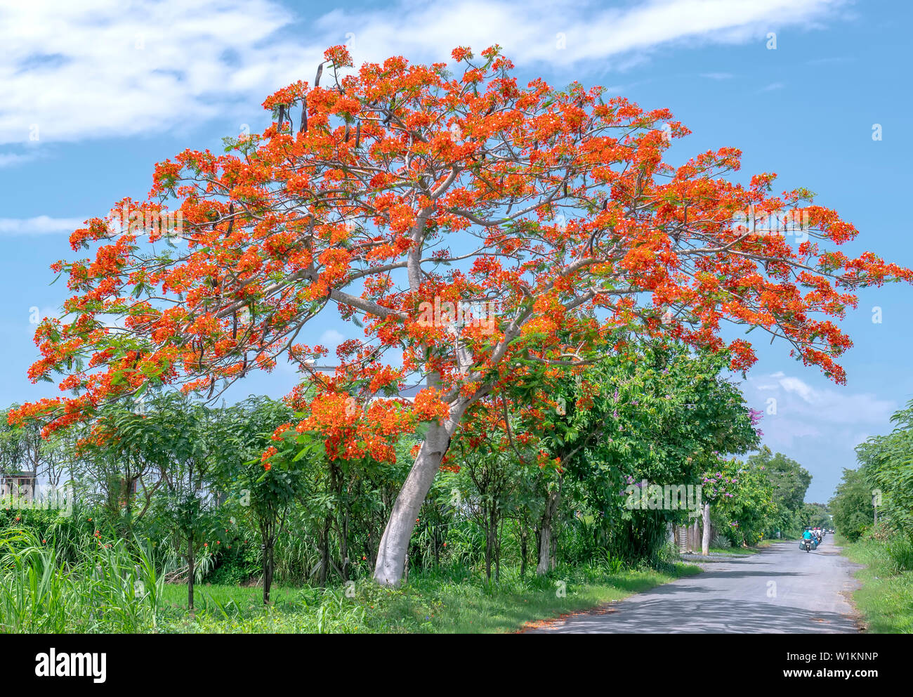 Royal Poinciana trees blooming along the road into a sunny morning ...