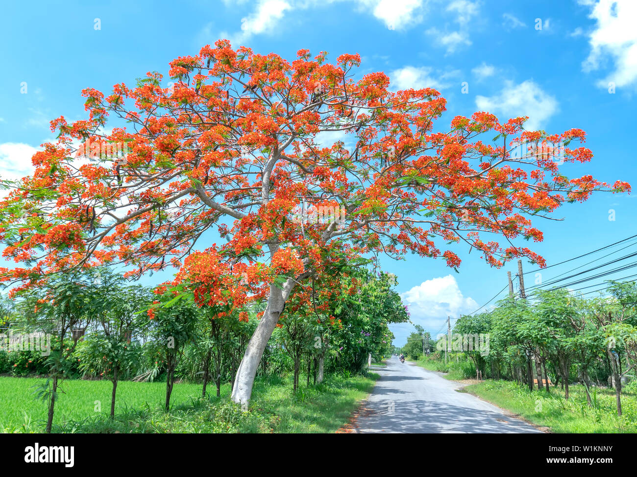 Royal Poinciana trees blooming along the road into a sunny morning ...