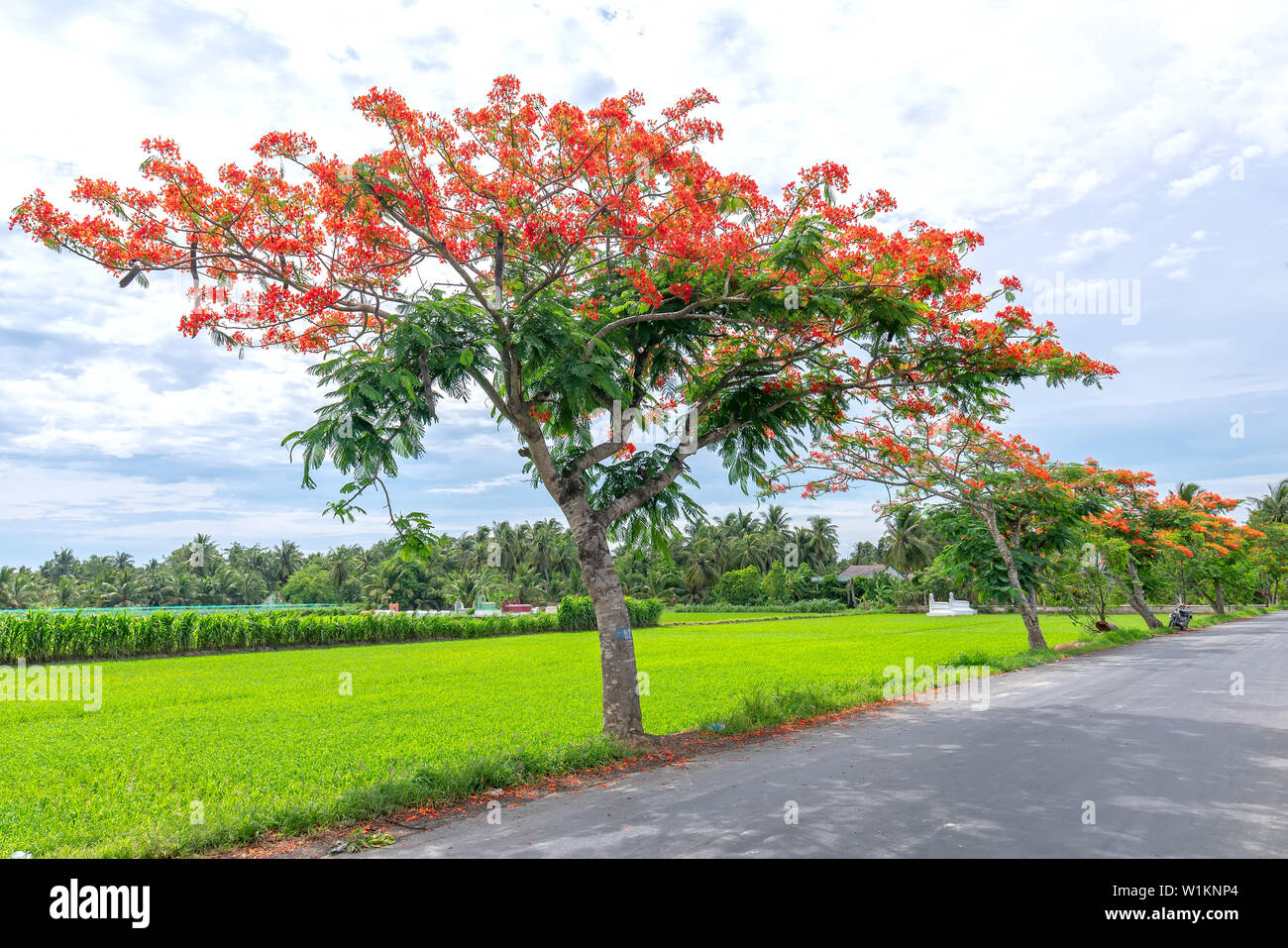 Royal Poinciana trees blooming along the road into a sunny morning ...