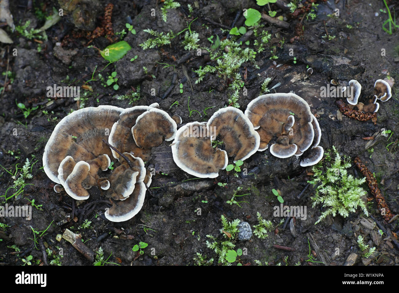 Bjerkandera adusta , known as the Smoky bracket fungus Stock Photo - Alamy