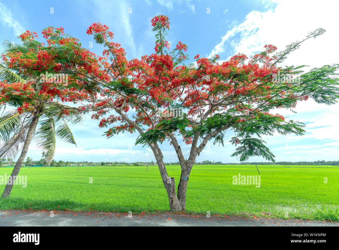 Royal Poinciana trees blooming along the road into a sunny morning ...