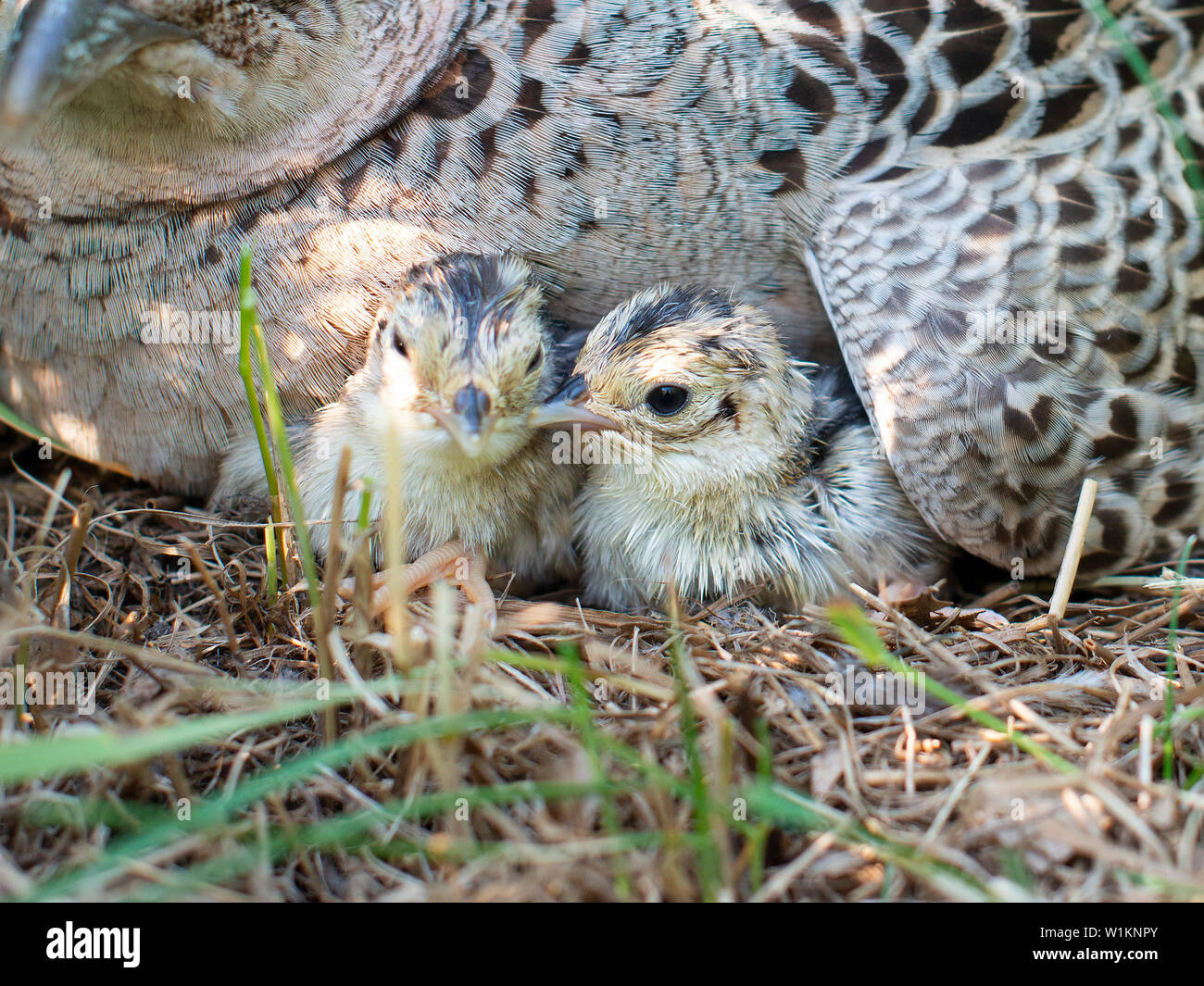 A hen Pheasant and newly hatched chicks n South Dakota Stock Photo - Alamy