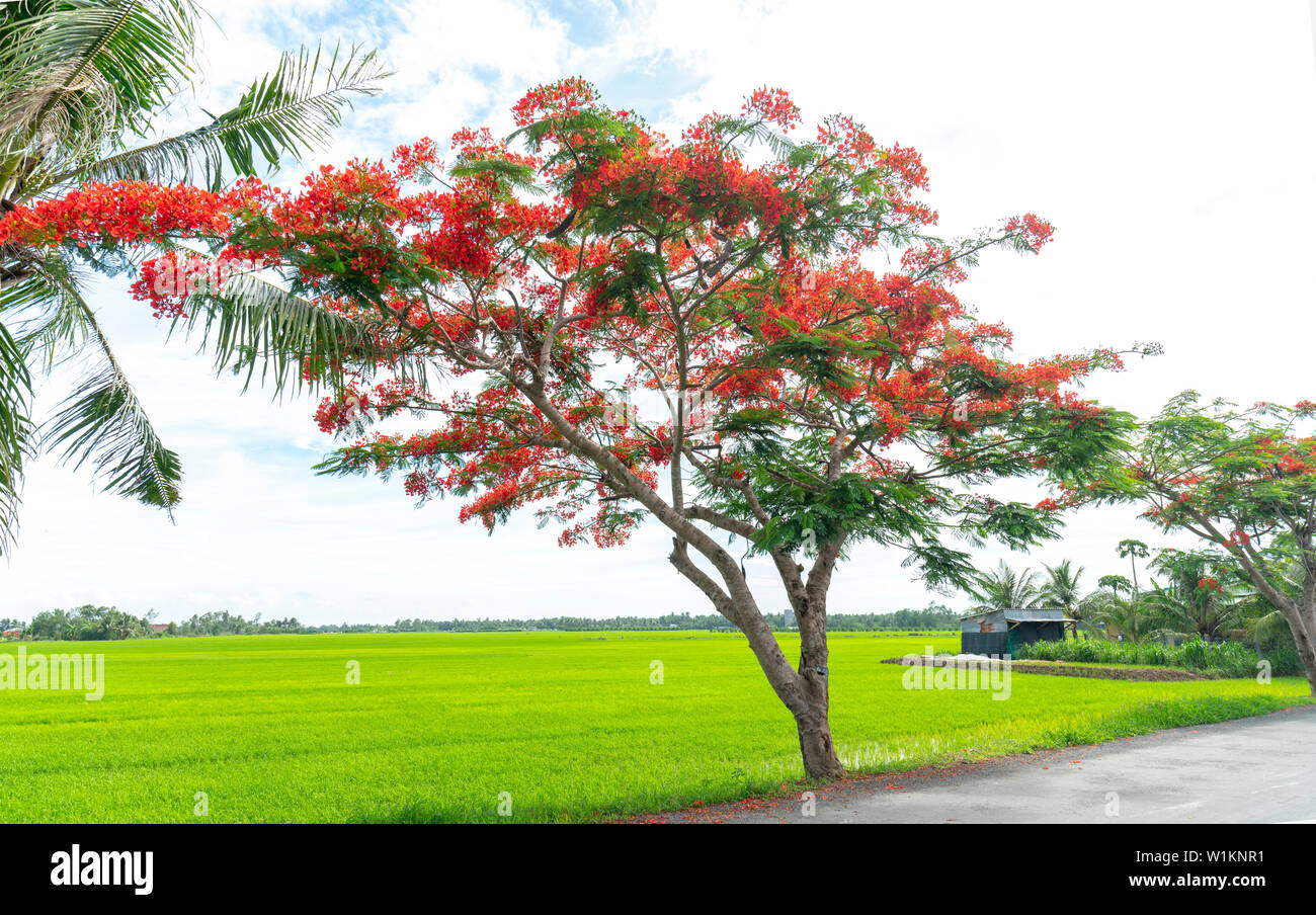 Royal Poinciana trees blooming along the road into a sunny morning ...